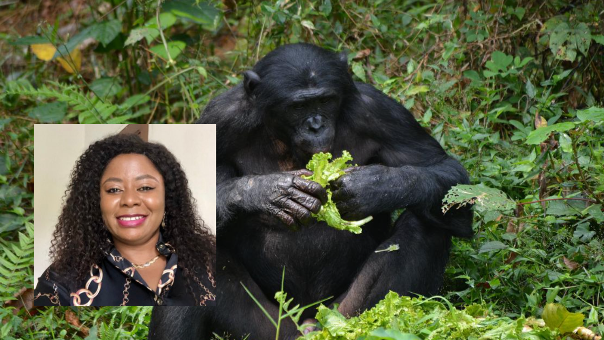 Kongo vil auksjonere bort regnskog til oljeselskaper - Transit magasin