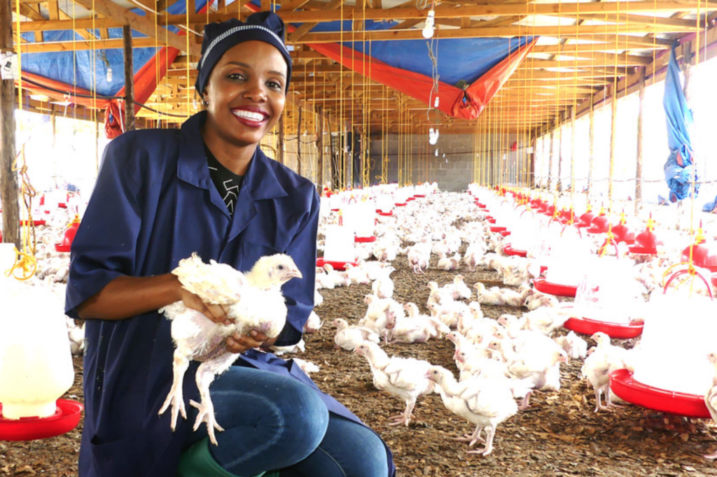 Norfund-investering: Kyllingproduksjon skal gi jobber og matsikkerhet i ...